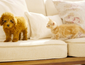 Nintendogs + Cats (3DS) Review - Vooks